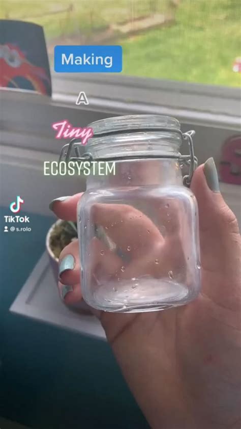 Making A Tiny Ecosystem Mason Jar Terrarium Ecosystems Mini Terrarium