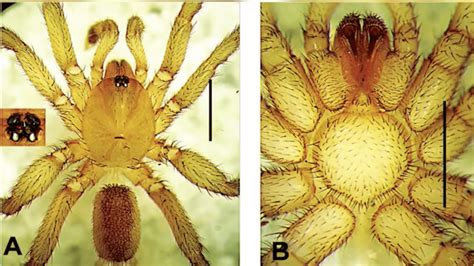 Giant Fossil Spider From Millions Of Years Ago Found In Australia Giant Fossil Spider From Millions Of Years Ago Found In Australia