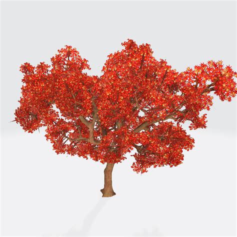 Japanese Red Maple Tree 3d Model Free Download Get 3d Models