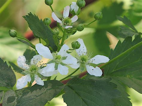 La douceur des fleurs du mûrier sauvage | Les Quatre Saisons