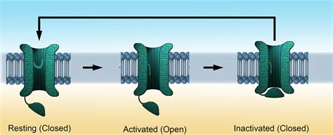 Scn1a Variants Database