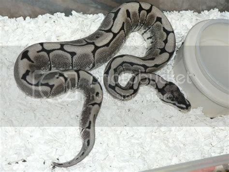 Axanthic Spider Royal Python Male 09 Reptile Forums