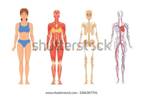Female Anatomy Skeletal System Framework Bones Stock Vector Royalty