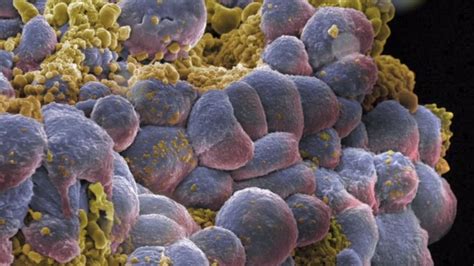 Basic Building Blocks Of Cells Cells To Organ Systems Building Blocks