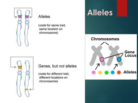 G8 Science Q4 Week 3 Patterns Of Inheritanceppt Genetics Science
