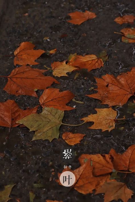落叶 中关村在线摄影论坛
