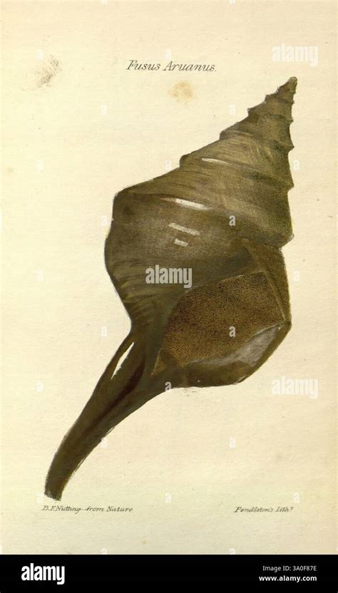 Boston Journal Of Natural History Boston Society Of Natural History