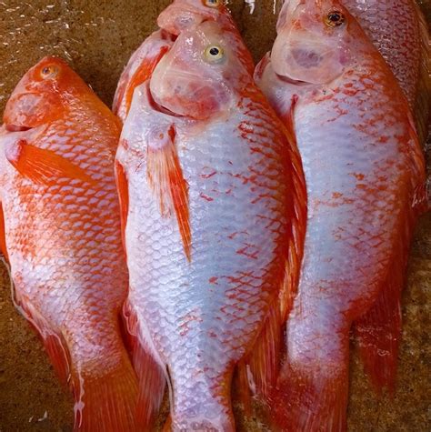 Productos Monca San Roque