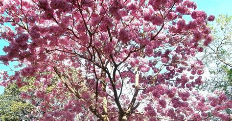 Verdeysol La Primavera Del Lapacho