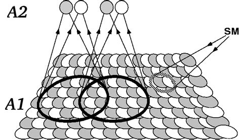 Attention Modulates Temporal Structure In Early Cortex The Modulation
