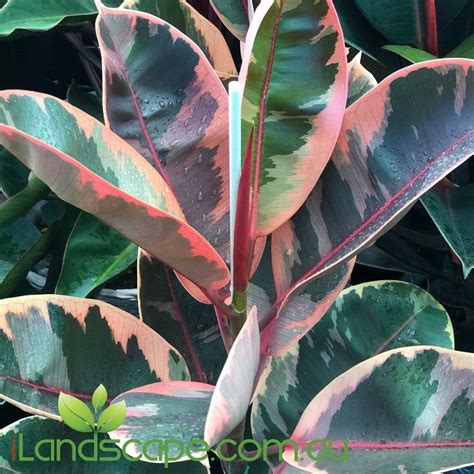 Ficus Elastica Ruby Sunshine Coast Nursery And Garden Centre
