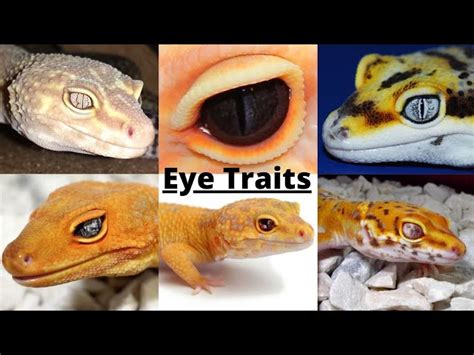 Leopard Gecko Eye Colors