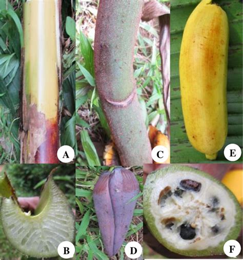 Figure 4 From Diversity Wild Banana Species Musa Spp In Sulawesi Indonesia Semantic Scholar