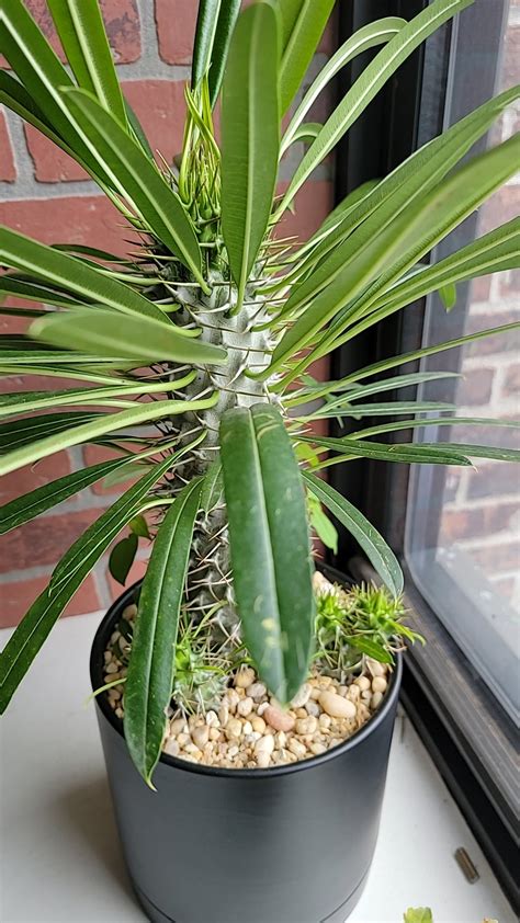 What Is This White Ash On My Cactus Plant Rplantclinic