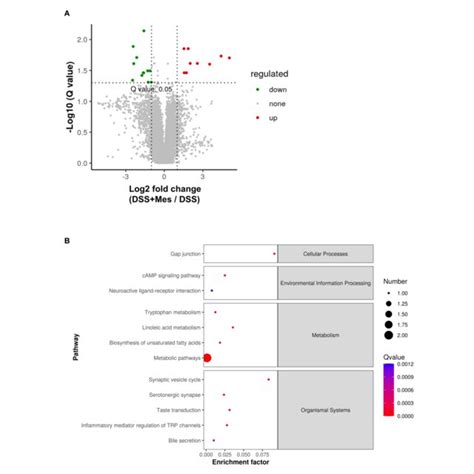 Alteration Of Gut Metabolites In Dss Induced Uc Model Caused By Mz