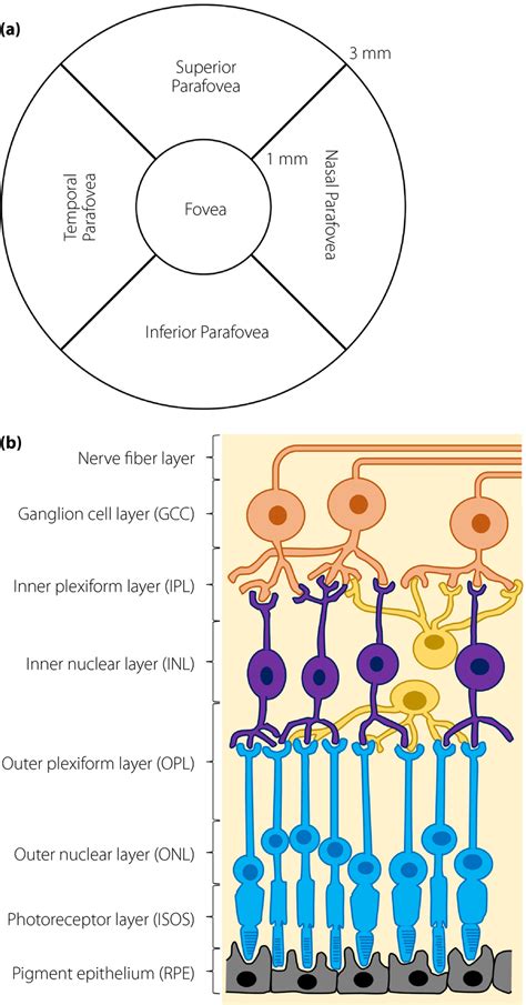 The Map Of Macular Regions And Schema Of Macular Layers A The Map Of