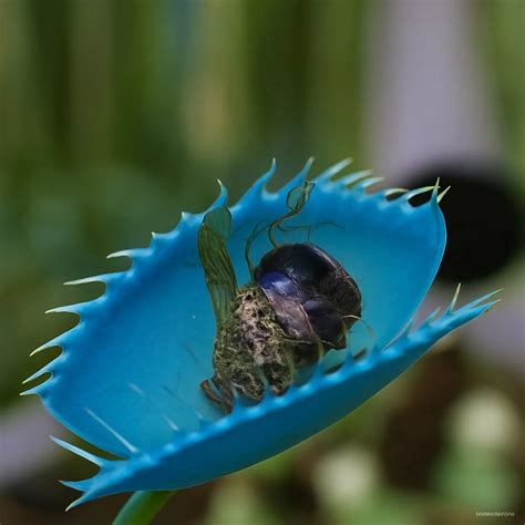 Blue Venus Flytrap Seeds 500 Piece Set