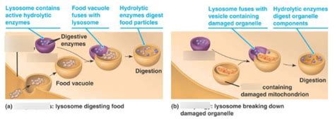 Diagram Of Lysosome Diagram Quizlet