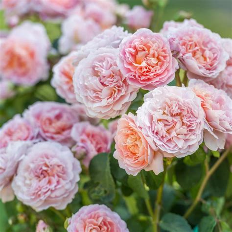 Rose Eustacia Vye David Austin From Belmont Nursery