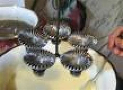 Zagareliu Formos Voveruska Panevėžys Parduoda Keičia Mainyk Lt