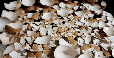 달걀 먹고 남은 껍데기를 버리지 말아야하는 이유 오펀 디스커스