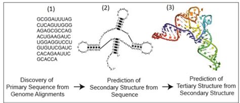 Fulltext A Review Of Bioinformatics Methods For Rna Secondary And Tertiary Structures Prediction