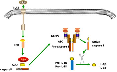 Schematic Diagram Of Alternative Nlrp3 Inflammasome In Human Download Scientific Diagram