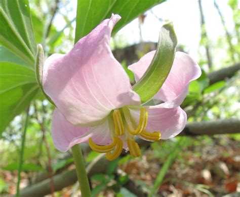 Trillium Catesbaei