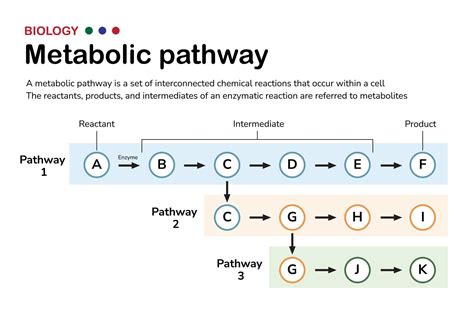 Scientific Diagram Illustrate The Explanation And Concept Of Metabolic Pathway In Cellular