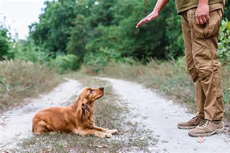 Male Vs Female Cocker Spaniel The Sweetest Dilemma Ever