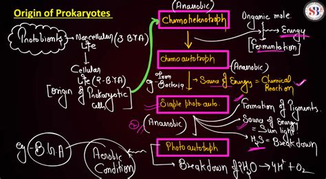 Biological Evolution Origin Of Eukaryotes And Prokaryotes