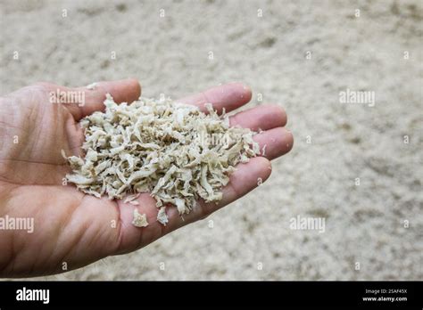 Sugar Beet Sugar Beet Beet Root Sugar Beet Root Beta Vulgaris Var Altissima Sugar Factory