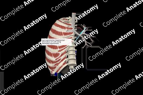Apicoposterior Segmental Bronchus Of Left Lung Complete Anatomy Apicoposterior Segmental Bronchus Of Left Lung Complete Anatomy