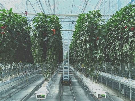 2 Coloured Bell Pepper Grown In Hydroponics System Download