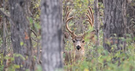 Density Estimation Using Camera Traps