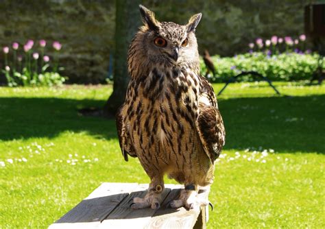 Eurasian Eagle Owls Information Pictures And Conservation Owlcation