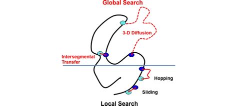 Research Obrien Lab University Of Michigan Medical School
