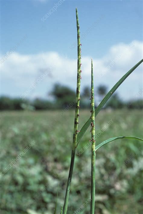Itchgrass Stock Image C0237059 Science Photo Library