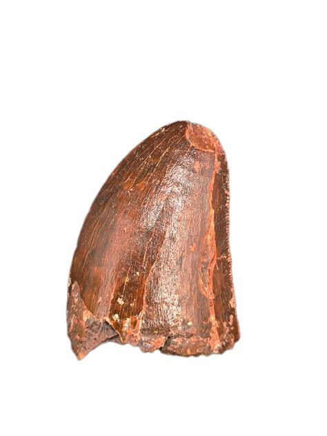 Carcharodontosaurus Tooth The Daily Rex