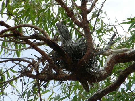 Tawny Frogmouth Nesting 10000 Birds