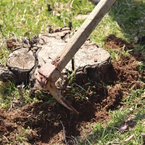 Easy Ways To Get Rid Of A Tree Stump