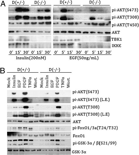 IκB kinase ε and TANK binding kinase activate AKT by direct phosphorylation PNAS