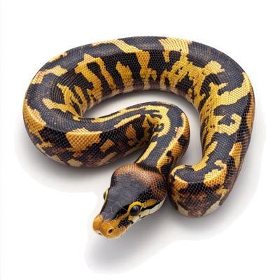 Python PNGs For Free Download