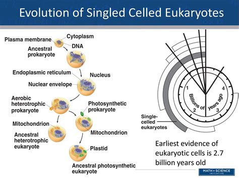 Macroevolution Part Iv Ppt Download