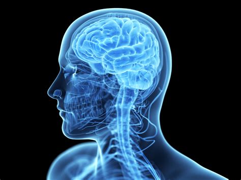 Brain Anatomy Medical Head Skull Digital 3 D X Ray Xray Psychedelic Wallpapers Hd