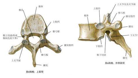 探索椎骨的奥秘：结构与功能详解