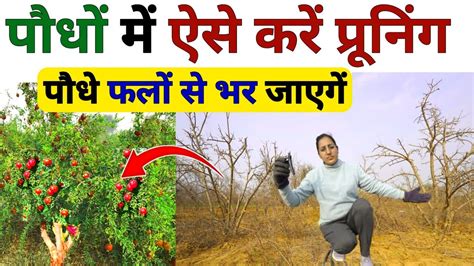 पौधों की कटिंग करने का सही तरीका। right pruning time for pomegranate