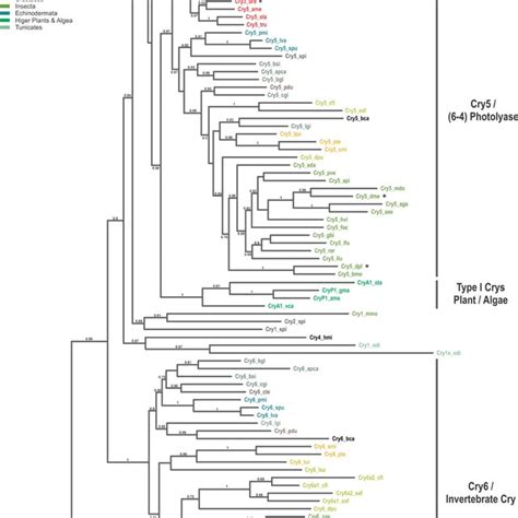Evolution Of The Cryptochrome Genes Download Scientific Diagram
