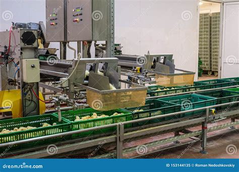 Belt Conveyor For Counting And Sorting Chicks Stock Image Image Of