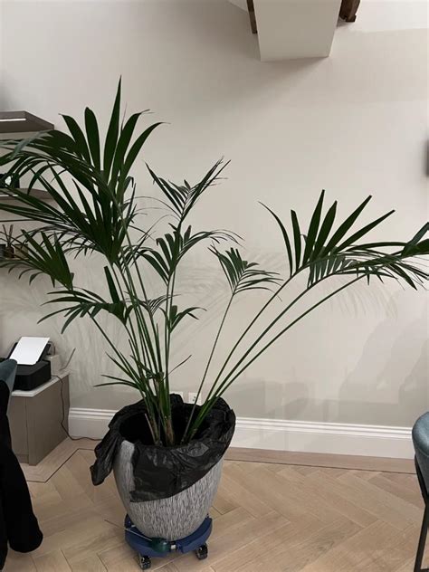 Absolute Noob With A Kentia Palm Palms In Pots Palmtalk